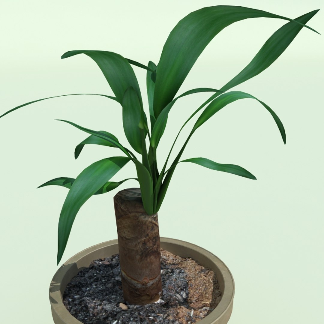 3d dracaena santa rosa model