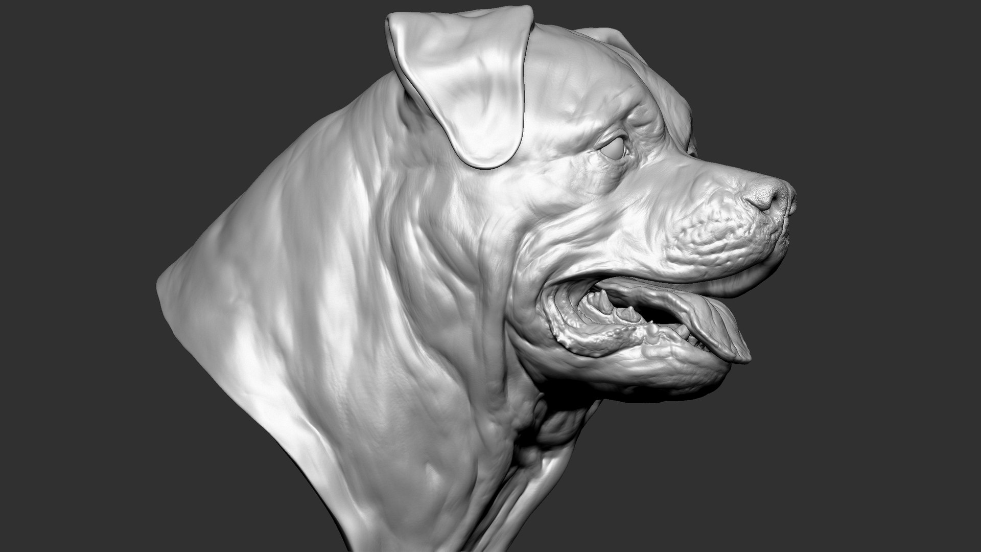 3D Rottweiler Dog Head - TurboSquid 1889449