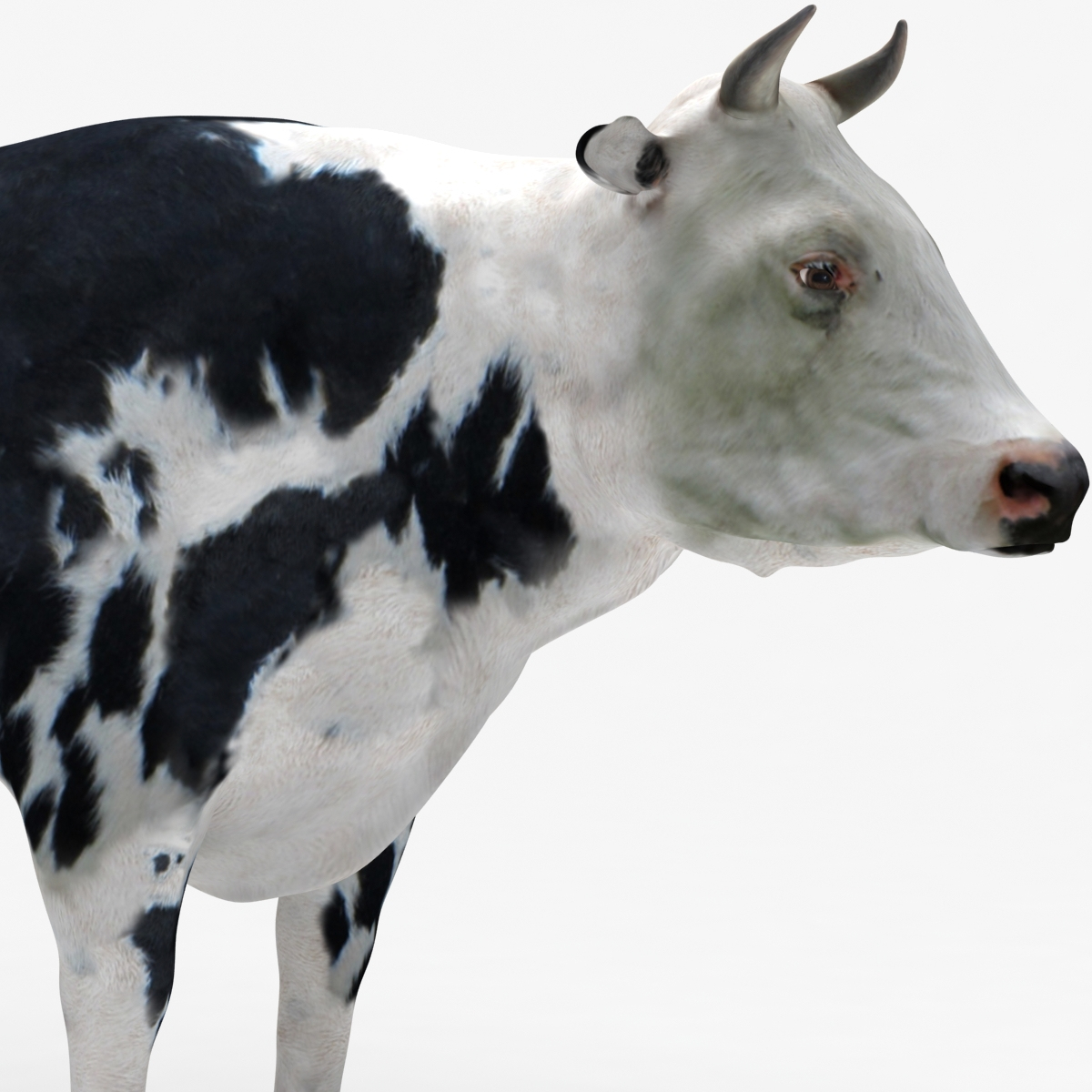 dugm02 cow 03 3d max