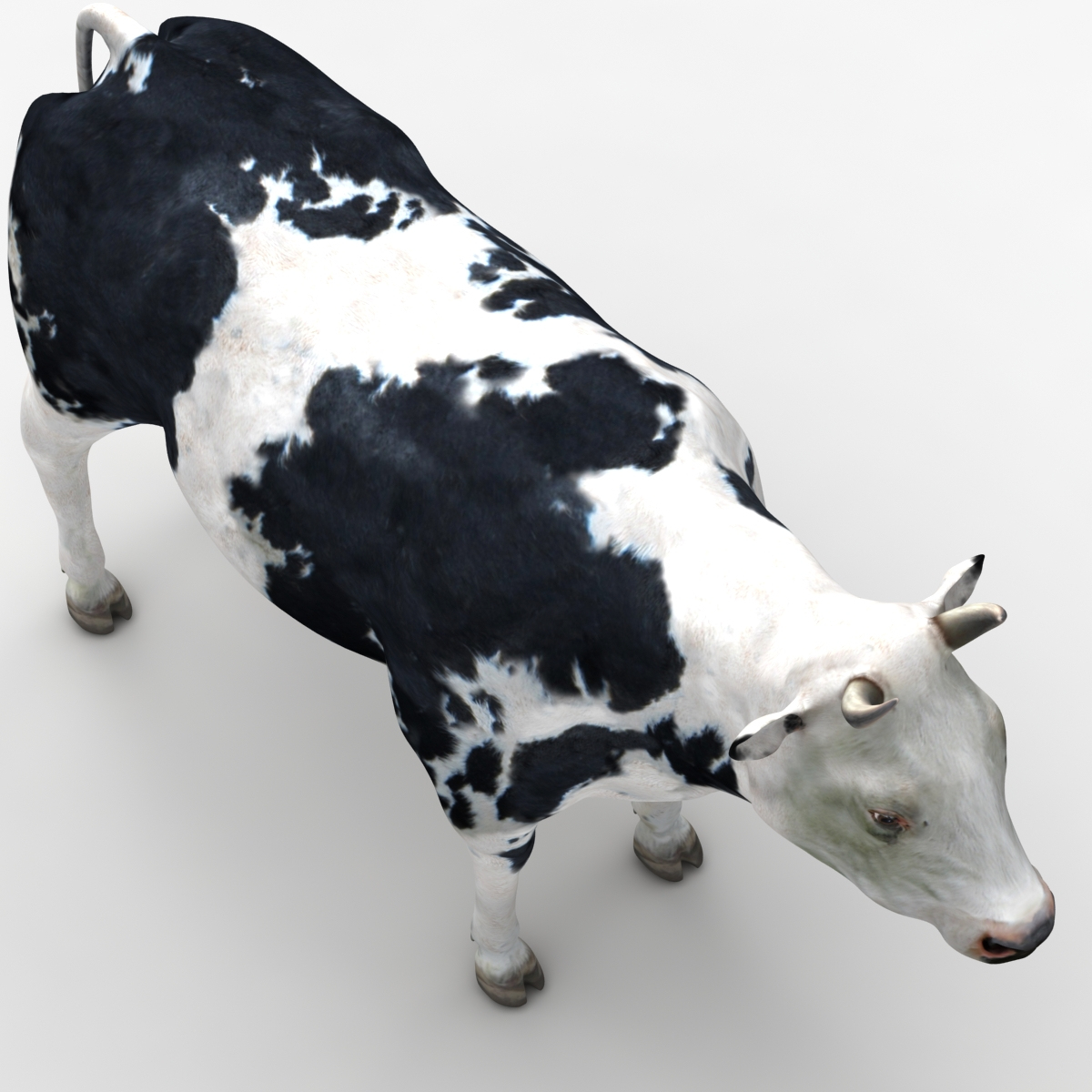 dugm02 cow 03 3d max