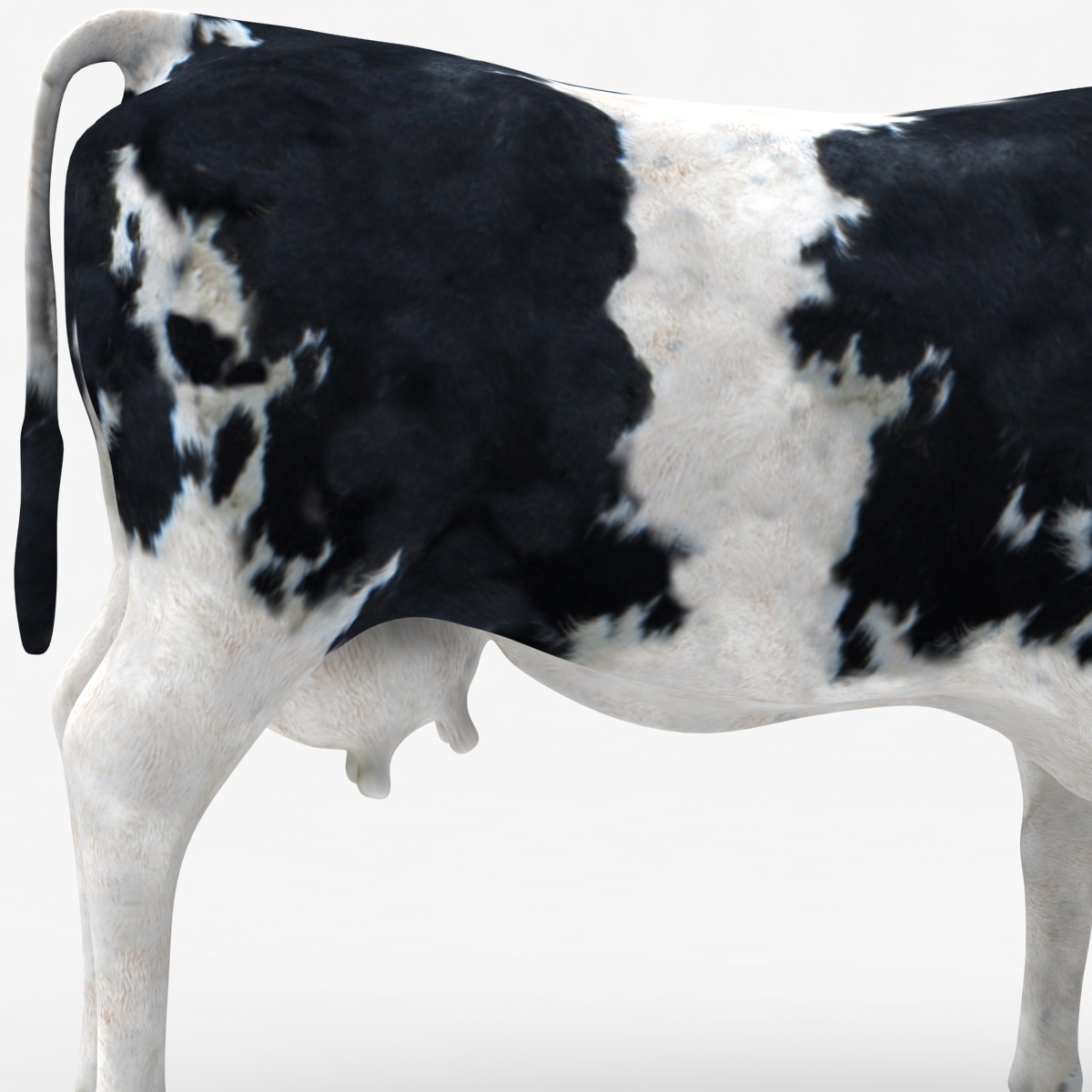 dugm02 cow 03 3d max