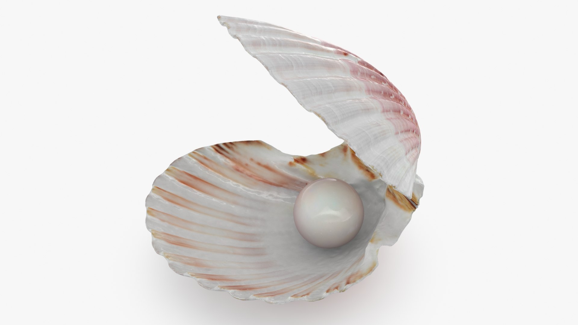 3D Clam Shell Pearl 01 Animated Model - TurboSquid 2228250