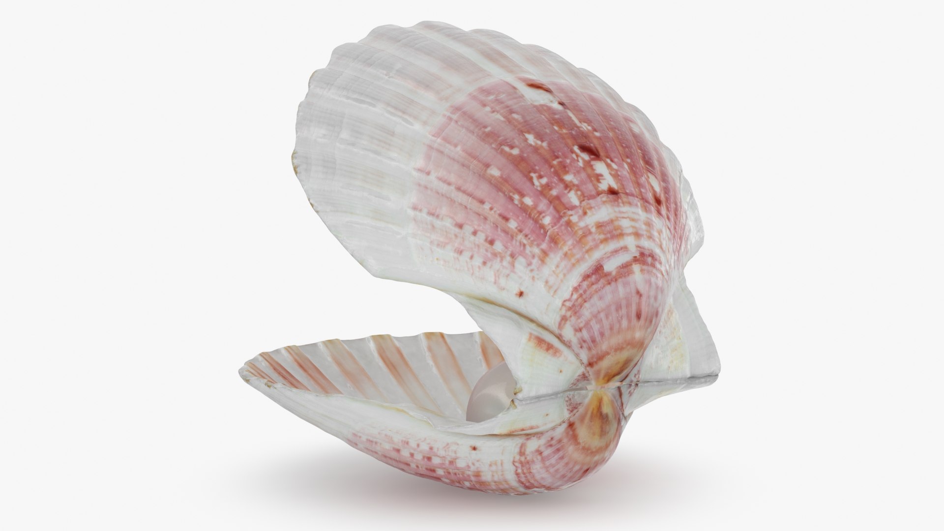 3D Clam Shell Pearl 01 Animated Model - TurboSquid 2228250