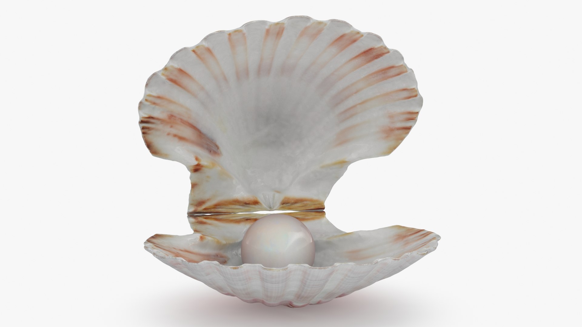3D Clam Shell Pearl 01 Animated Model - TurboSquid 2228250