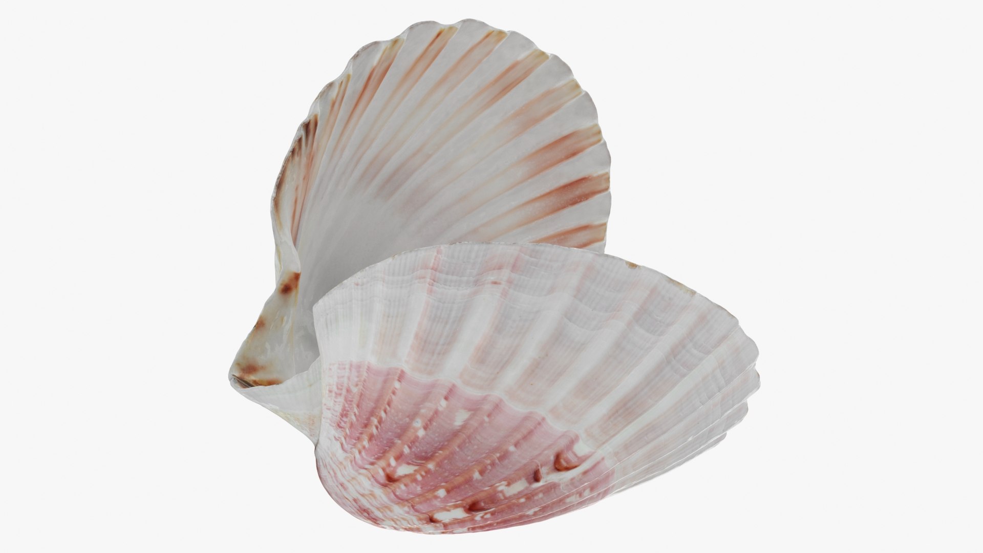 3D Clam Shell Pearl 01 Animated Model - TurboSquid 2228250