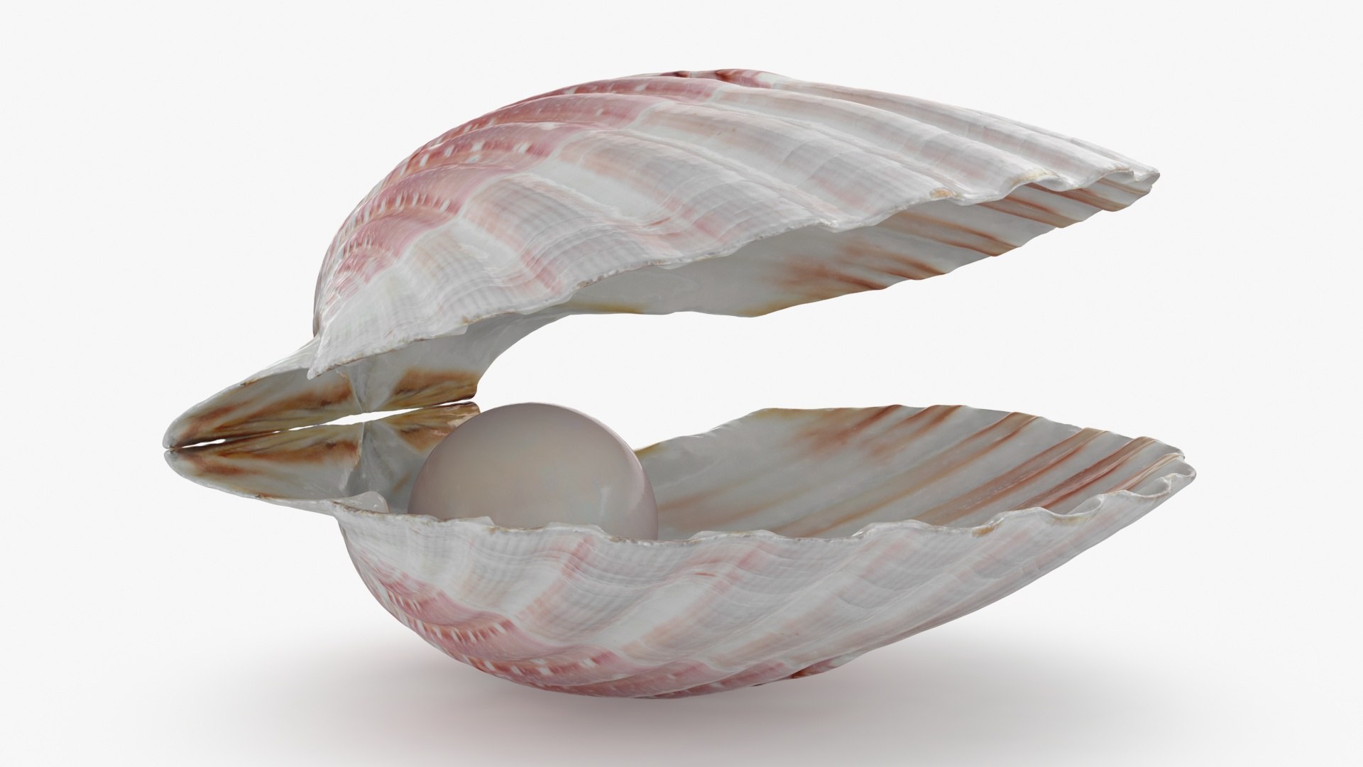 3D Clam Shell Pearl 01 Animated Model - TurboSquid 2228250