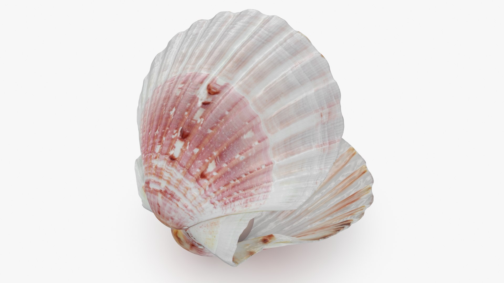 3D Clam Shell Pearl 01 Animated Model - TurboSquid 2228250