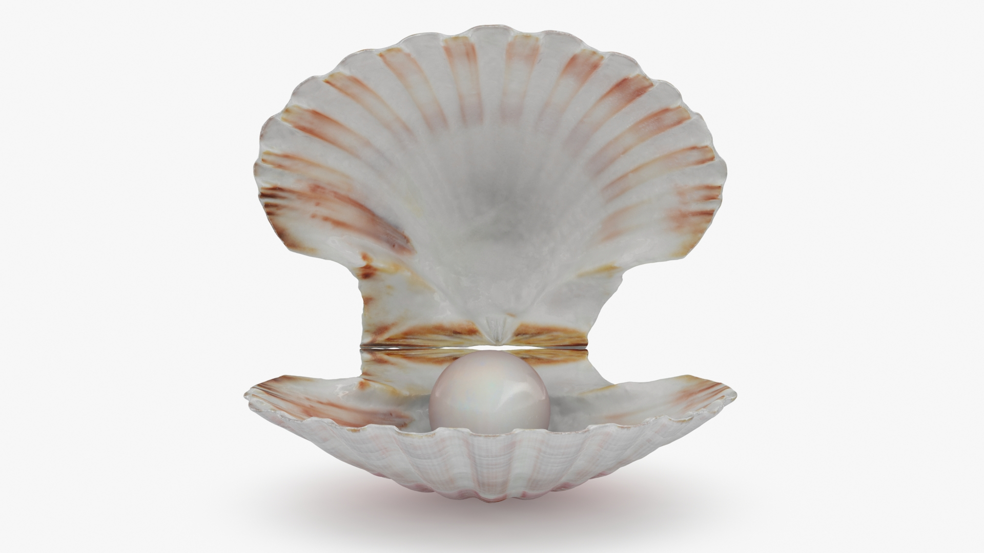 3D Clam Shell Pearl 01 Animated Model - TurboSquid 2228250