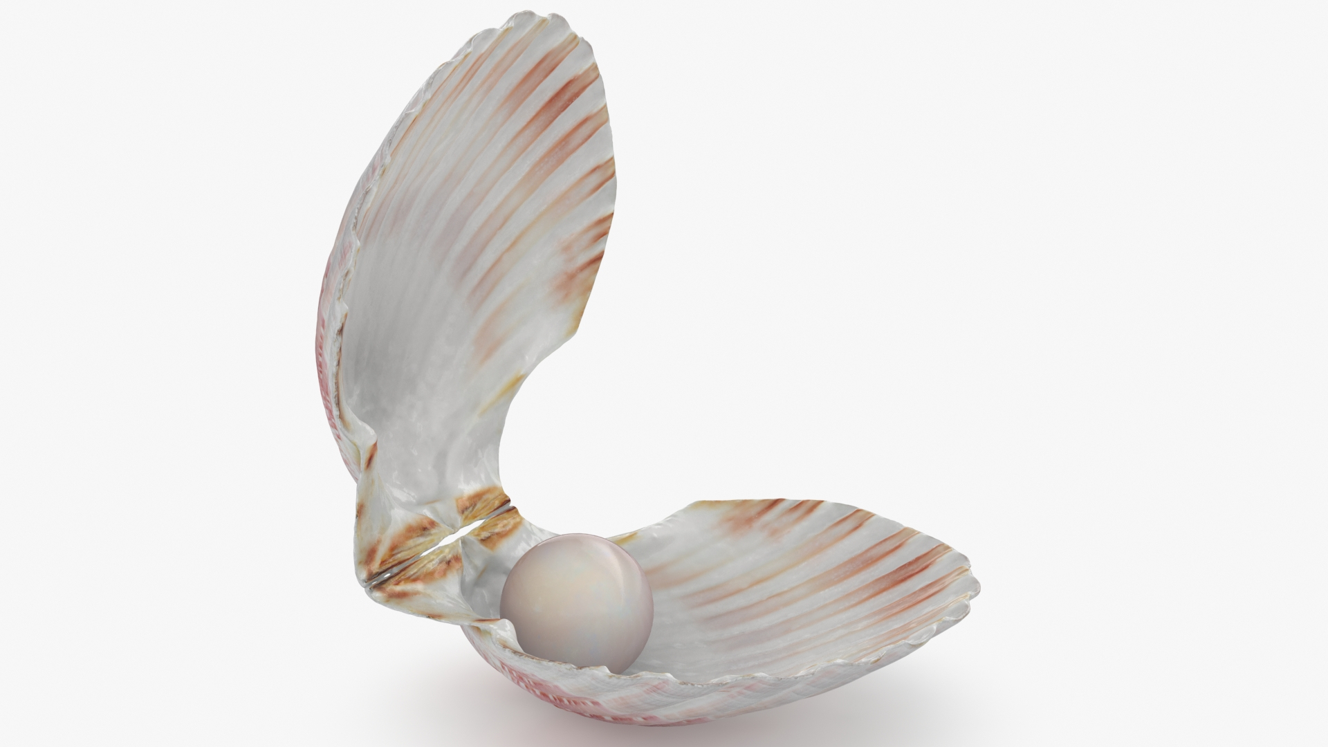 3D Clam Shell Pearl 01 Model - TurboSquid 2228250