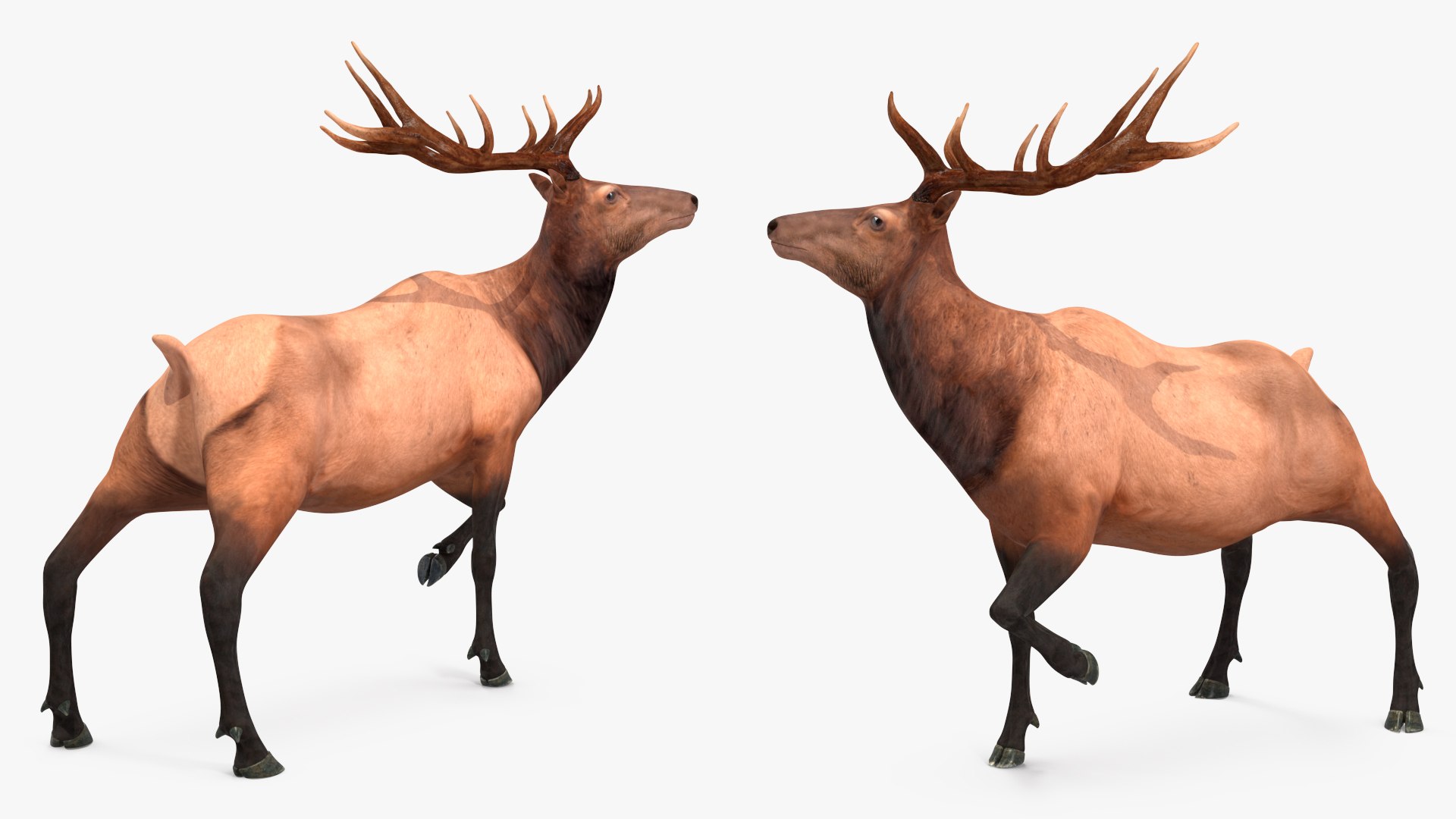 Realistic Elk Rigged For Cinema 4D 3D Model - TurboSquid 2288492