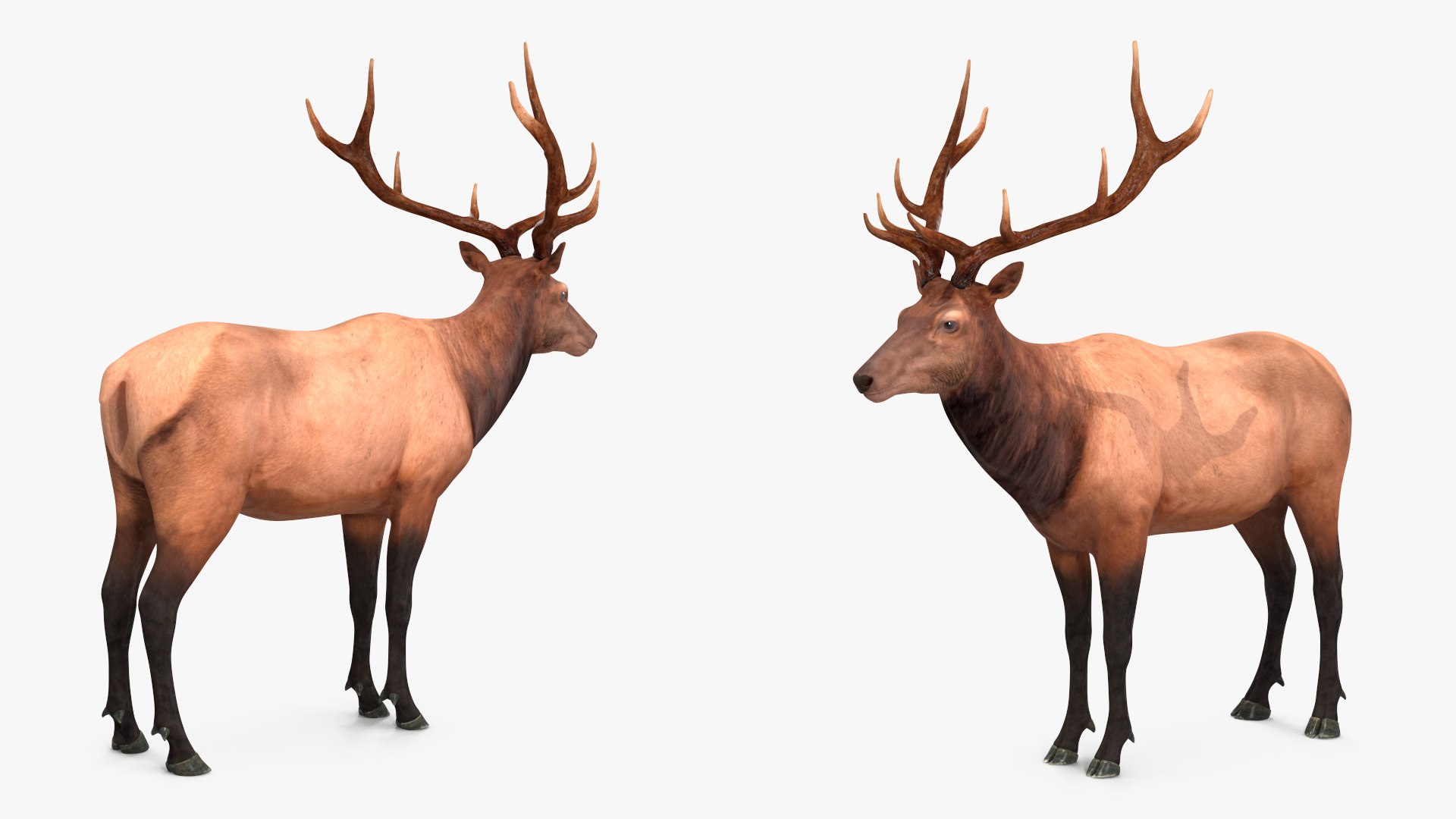 Realistic Elk Rigged For Cinema 4D 3D Model - TurboSquid 2288492