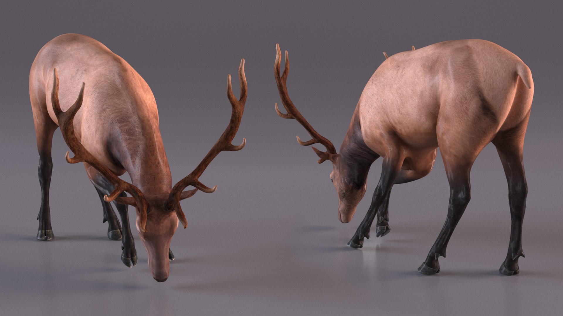 Realistic Elk Rigged For Cinema 4D 3D Model - TurboSquid 2288492