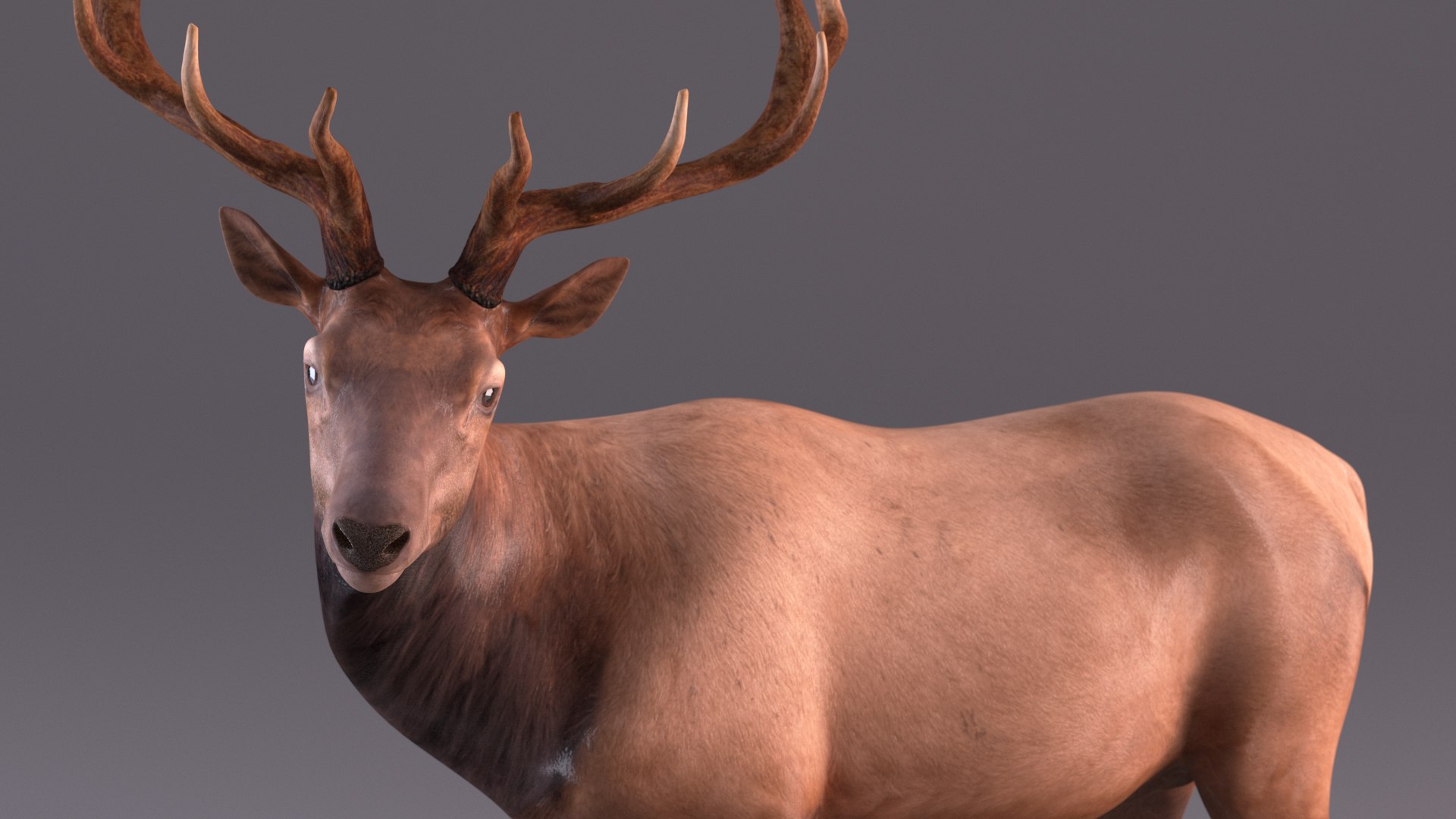 Realistic Elk Rigged For Cinema 4D 3D Model - TurboSquid 2288492