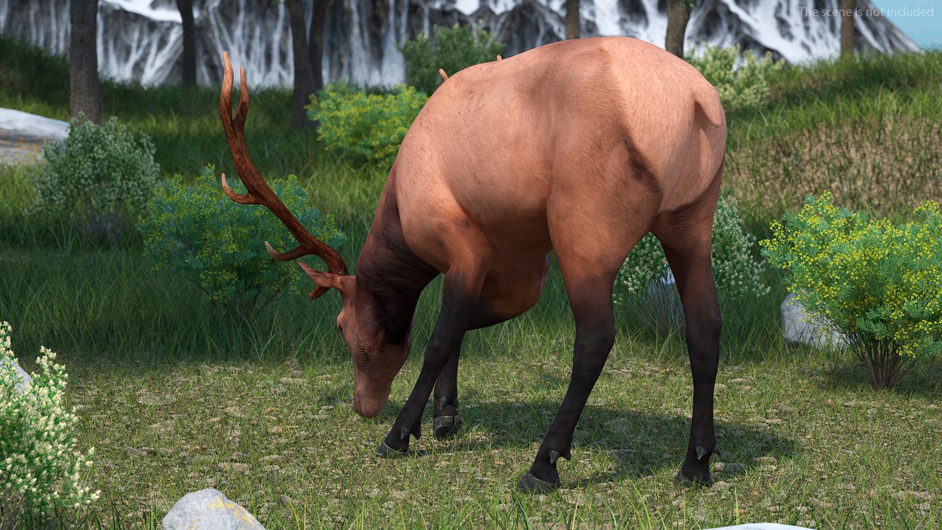Realistic Elk Rigged For Cinema 4D 3D Model - TurboSquid 2288492