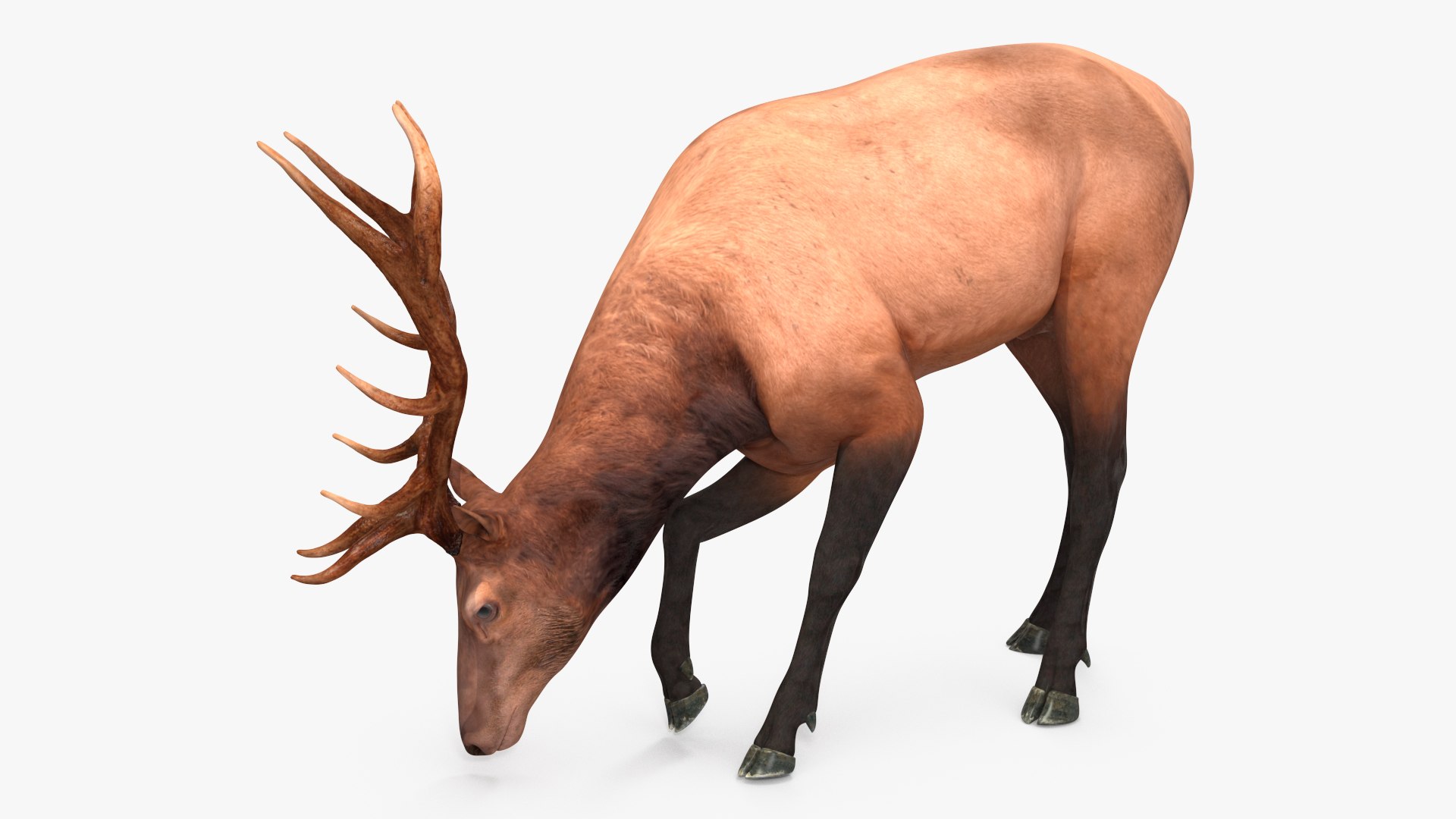 Realistic Elk Rigged For Cinema 4D 3D Model - TurboSquid 2288492