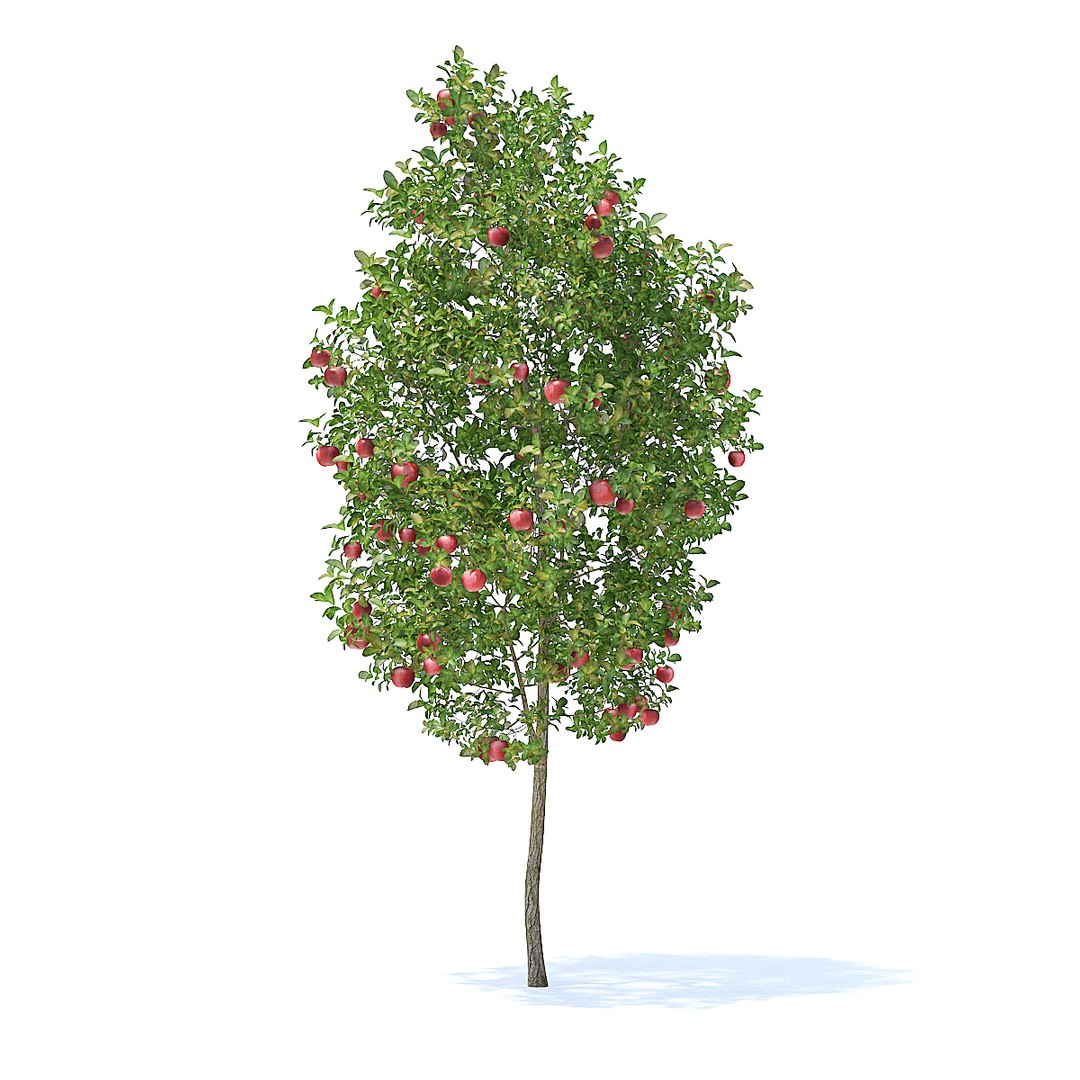 Apple Tree 3 8m 3D Model - TurboSquid 1252201