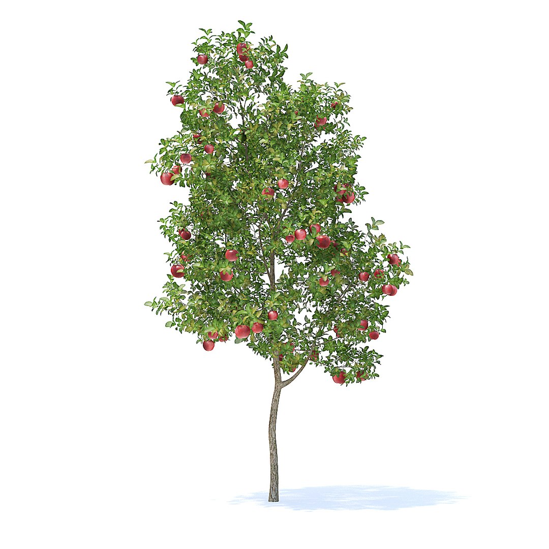 Apple Tree 3 8m 3D Model - TurboSquid 1252201