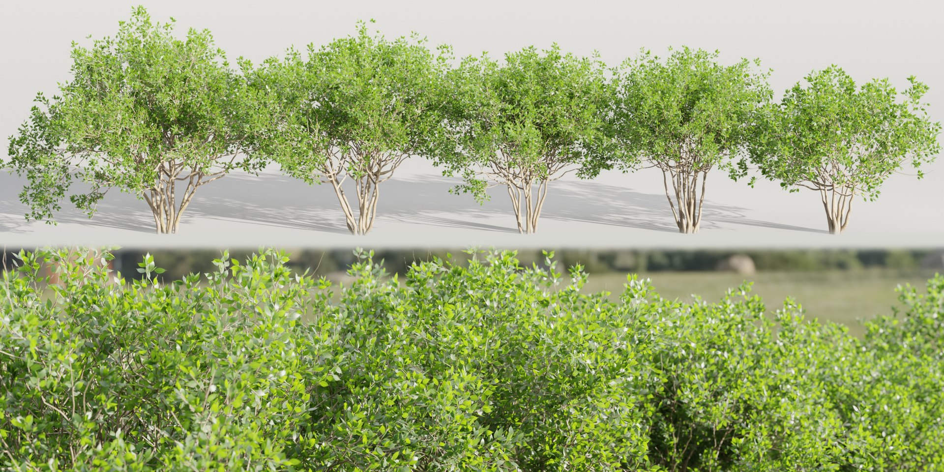 3D collection of bushes vol 164-Blender model - TurboSquid 2154574