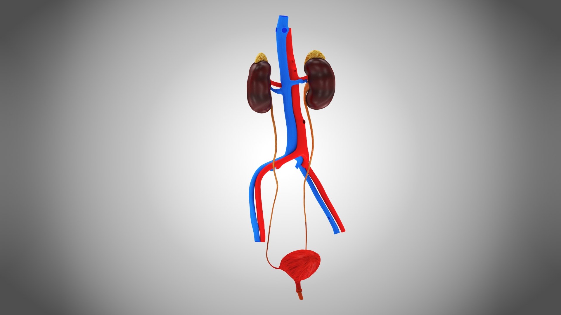 Urinary System 3D Model - TurboSquid 1858179