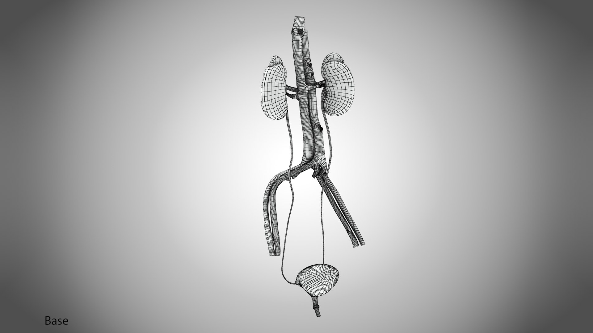 Urinary System 3D Model - TurboSquid 1858179