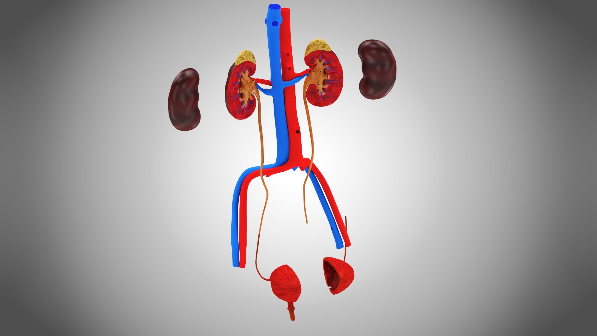 Urinary System 3D Model - TurboSquid 1858179