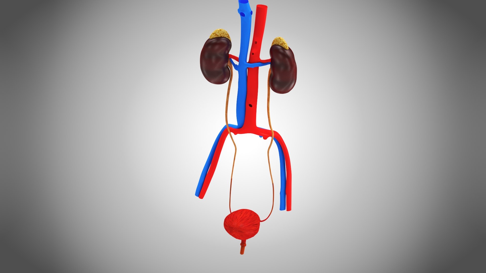 Urinary System 3D Model - TurboSquid 1858179