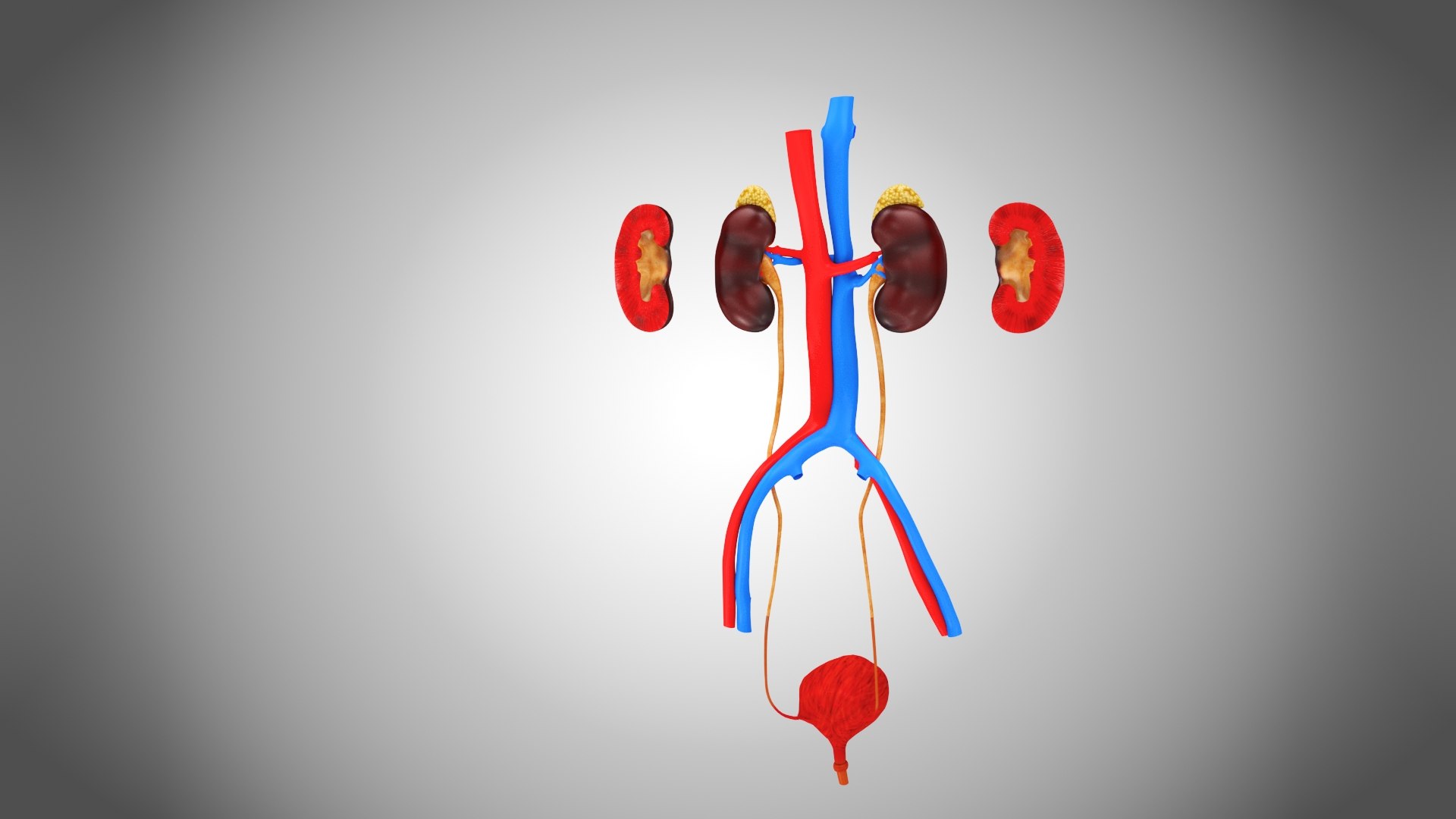 Urinary System 3D Model - TurboSquid 1858179
