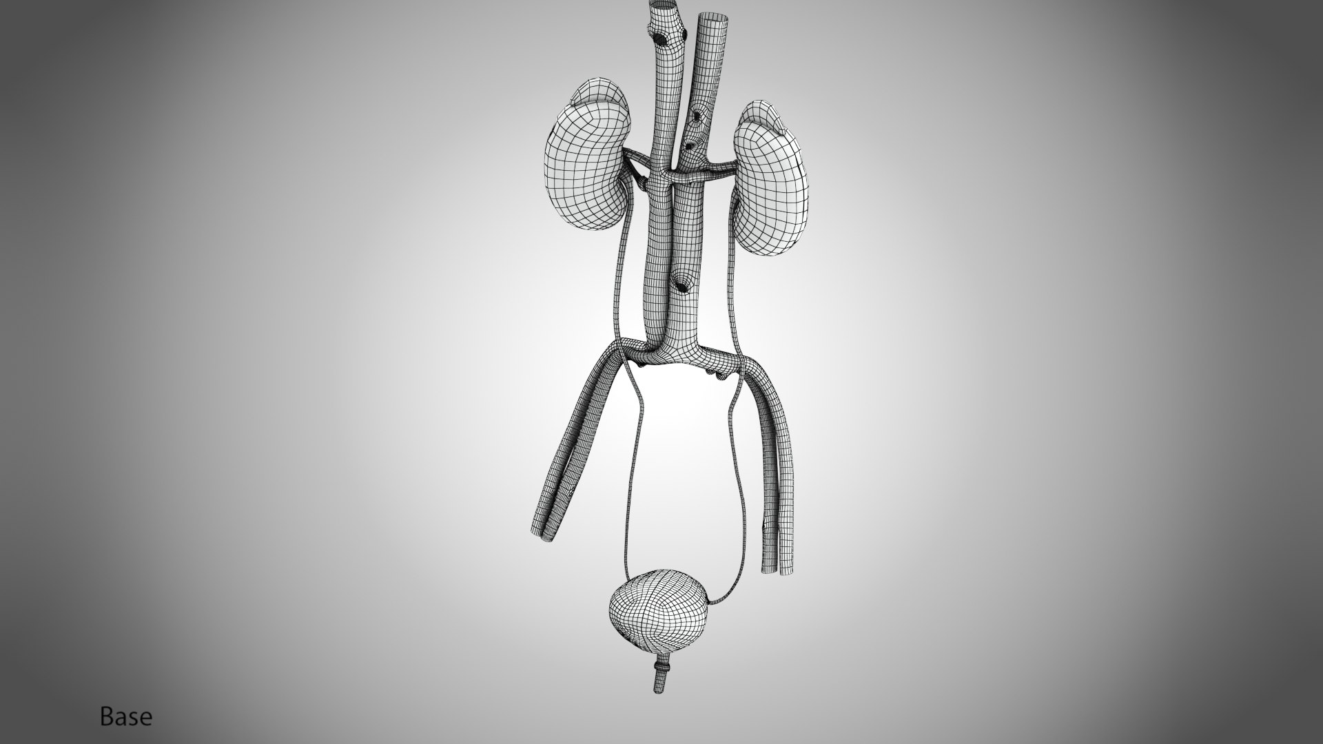 Urinary System 3D Model - TurboSquid 1858179