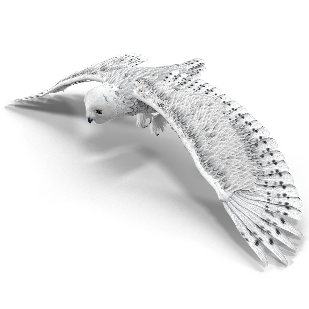 3d model snowy owl pose 1