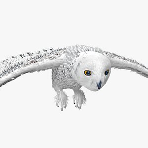 Snowy Owl 3D Models for Download | TurboSquid