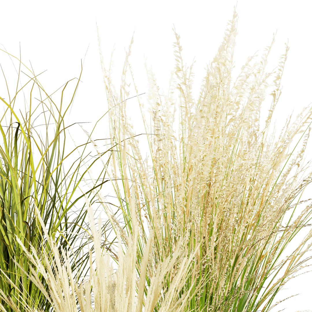 3D Model Plant Vol 699 - Grass - Switchgrass - Northwind - Outdoor ...