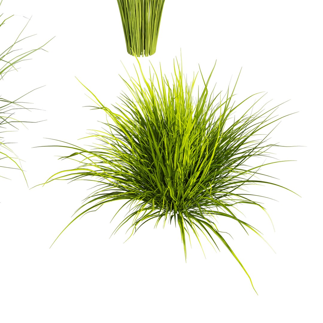 3D Model Plant Vol 699 - Grass - Switchgrass - Northwind - Outdoor ...