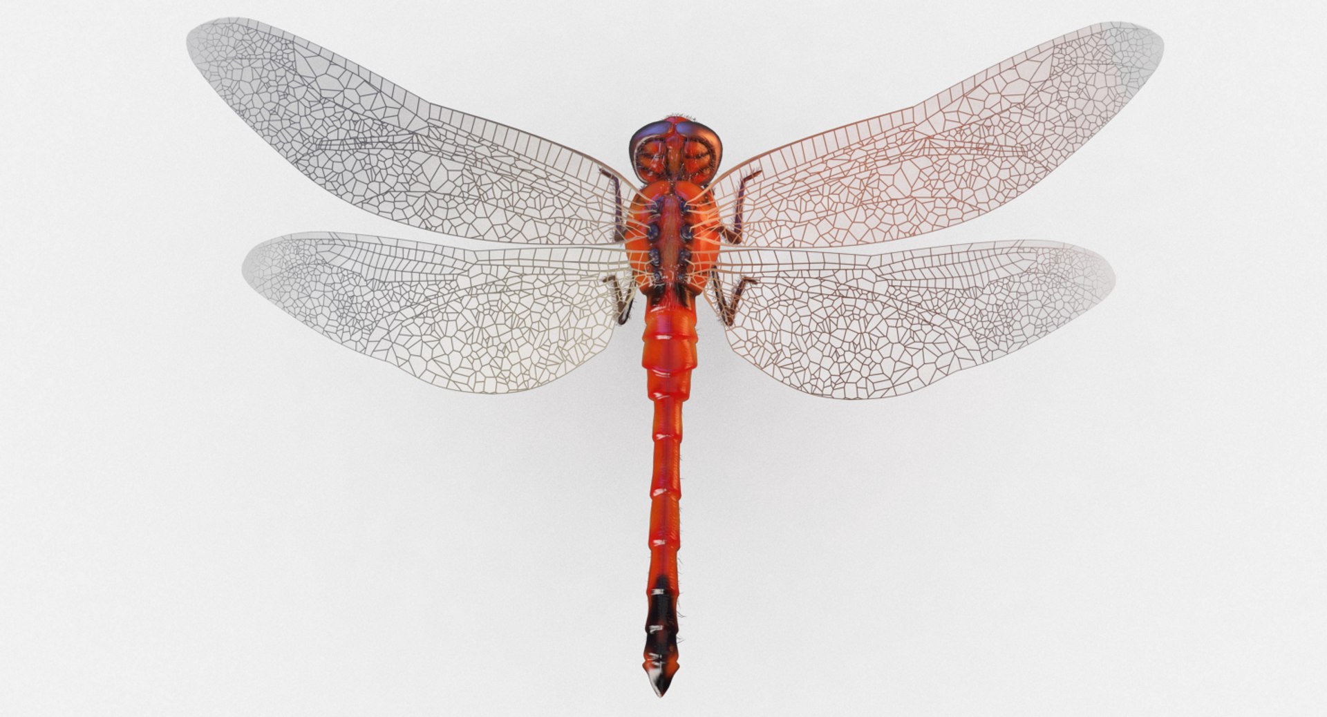 Max Dragonfly Rigged Animation