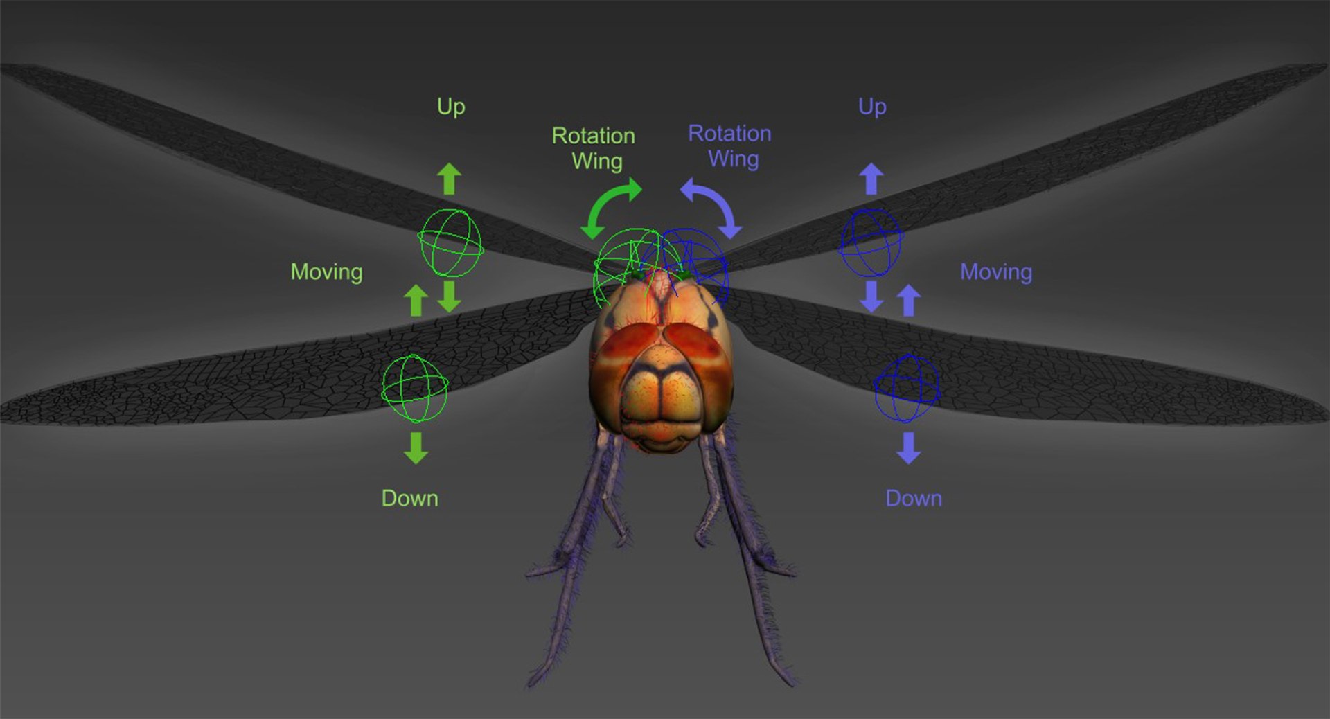 Max Dragonfly Rigged Animation