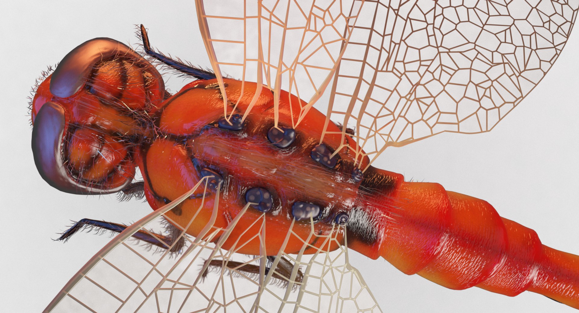 Max Dragonfly Rigged Animation