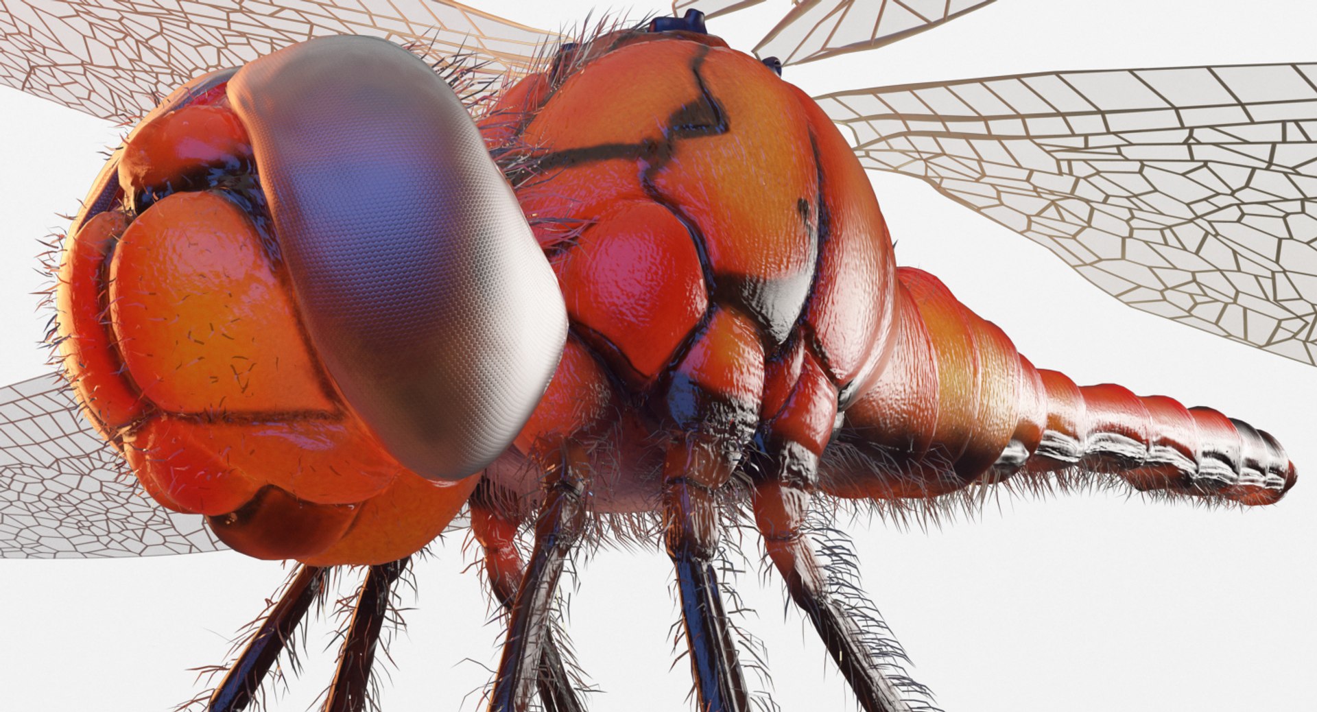 Max Dragonfly Rigged Animation