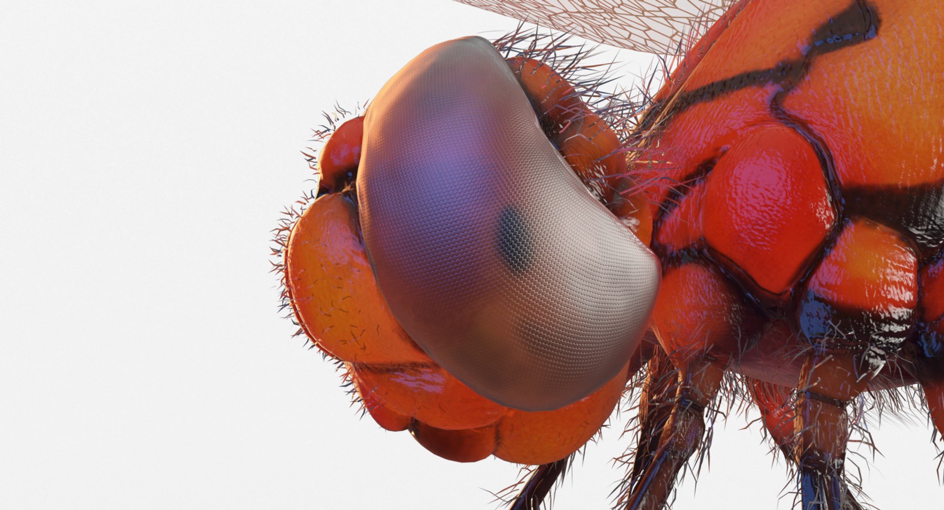 Max Dragonfly Rigged Animation