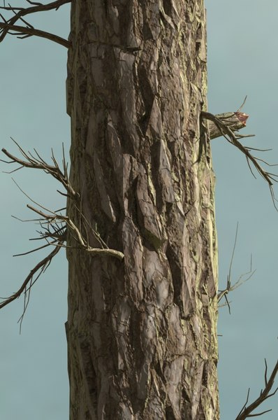 Realistic conifer pine tree forest 3D model - TurboSquid 1459979