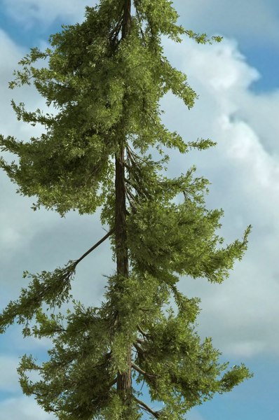 Realistic conifer pine tree forest 3D model - TurboSquid 1459979