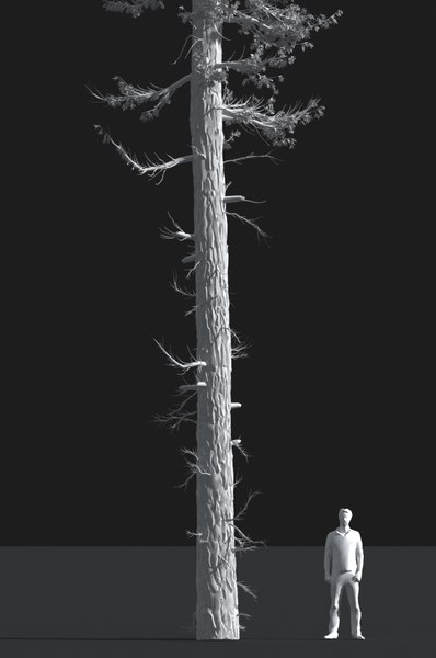 modelo 3d Realista 3D Conifer Pine Tree Collection. - TurboSquid 1459979