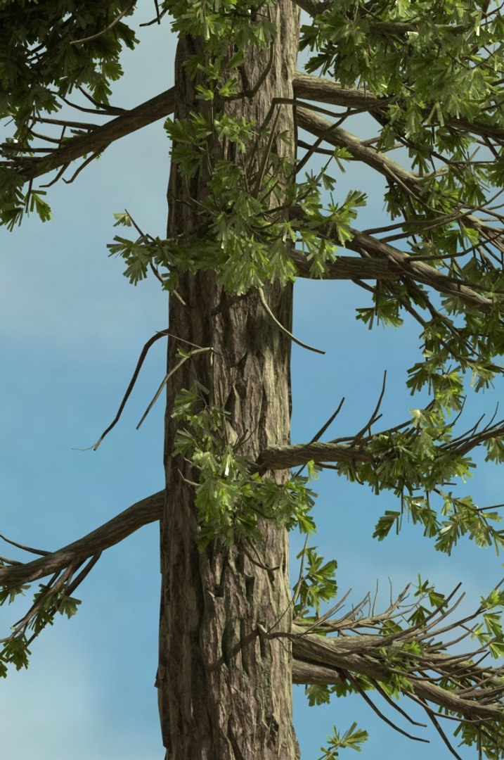 Realistic conifer pine tree forest 3D model - TurboSquid 1459979