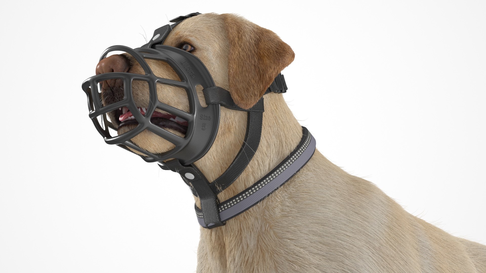 Labrador In A Muzzle Baskerville Fur 3D - TurboSquid 2287836