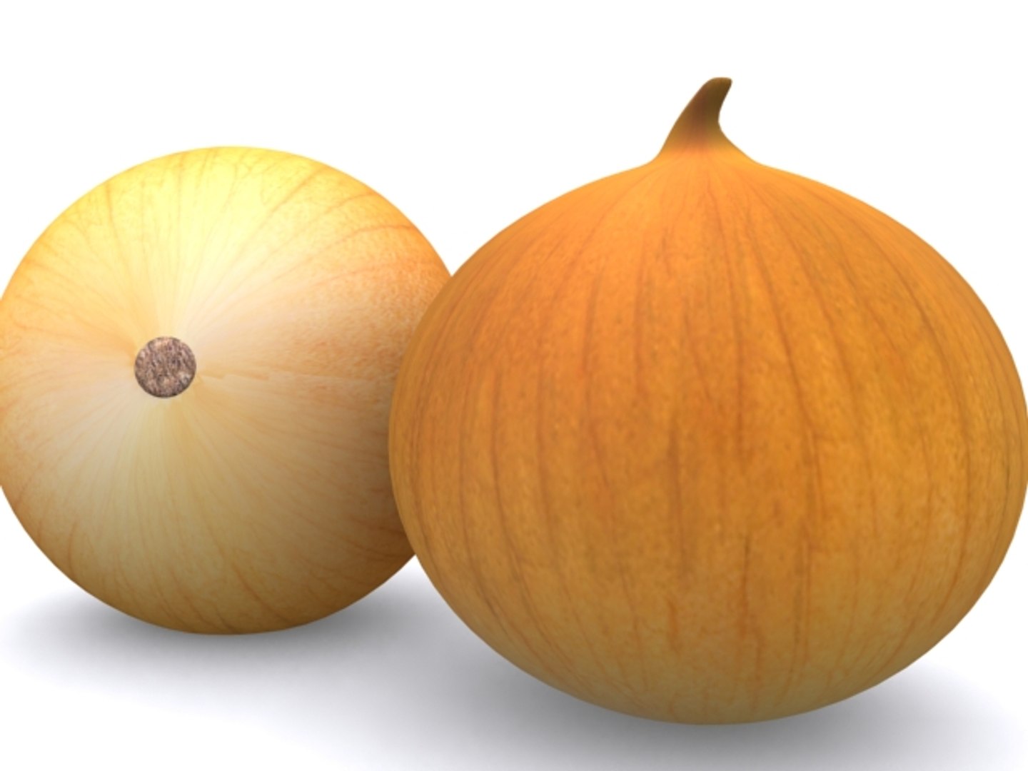 3d Model Onion