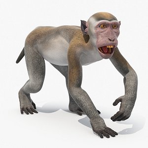 3D Monkey Models - Browse & Download Formats - TurboSquid