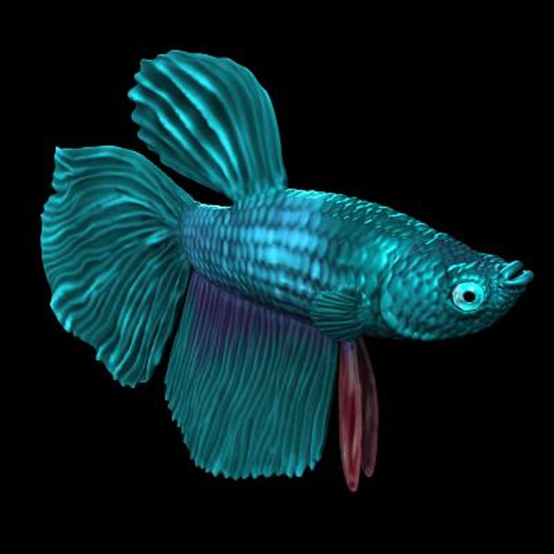 3d Model Betta Res