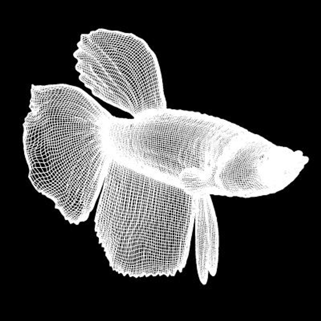 3d Model Betta Res