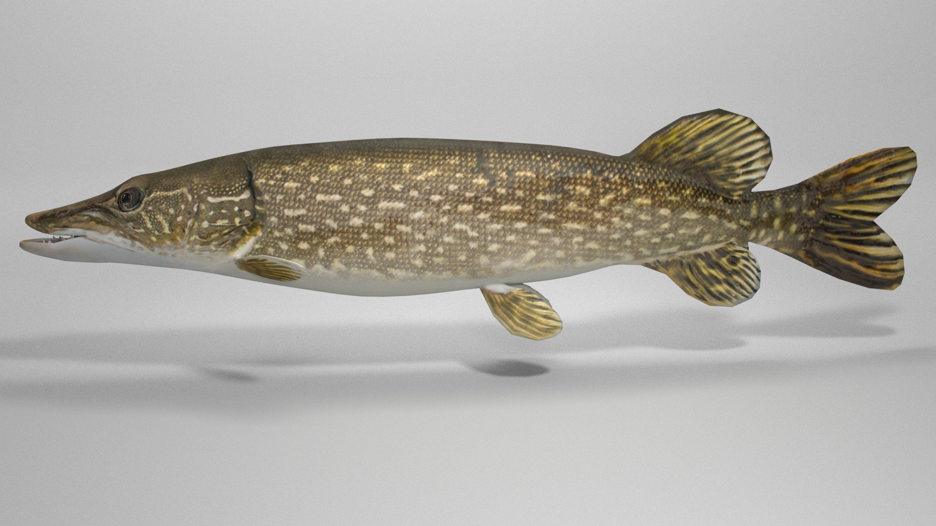 3D Pike Model - TurboSquid 1887261