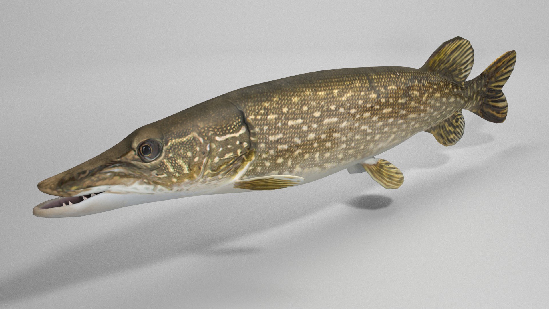 3D Pike Model - TurboSquid 1887261