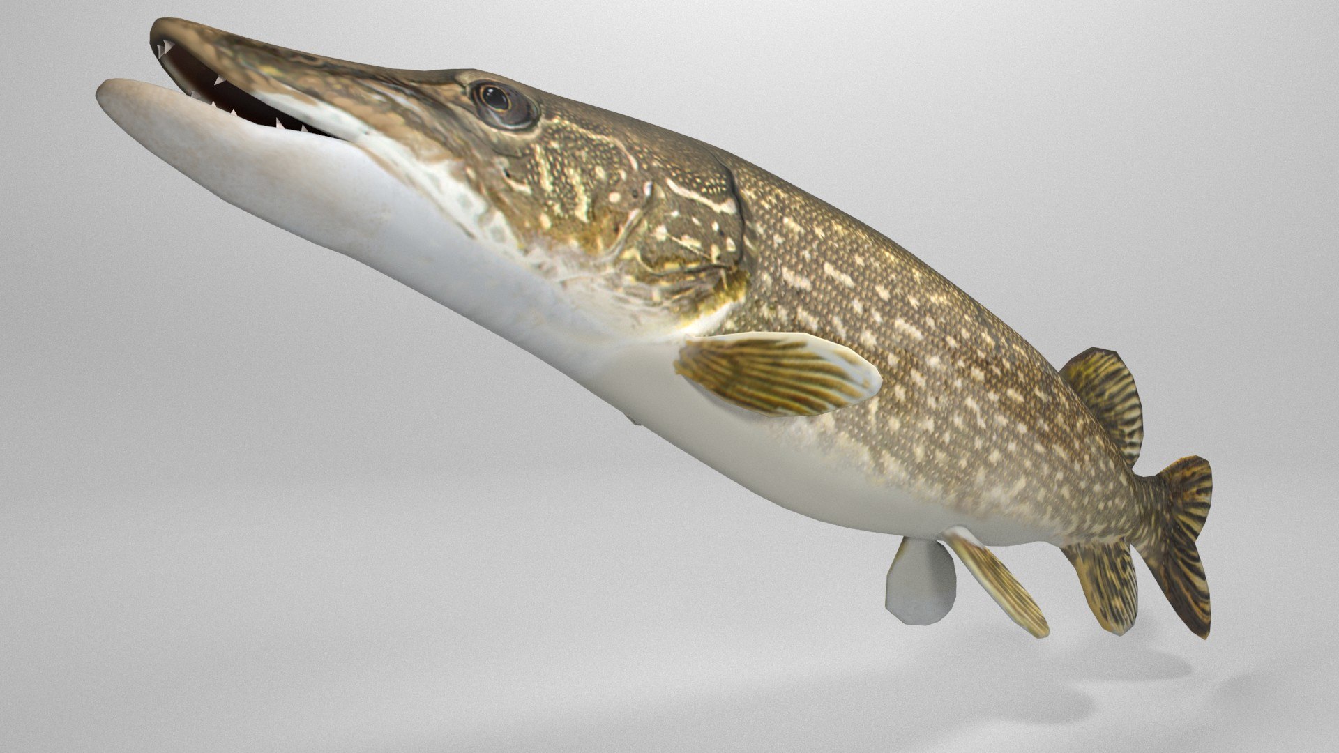 3D Pike Model - TurboSquid 1887261
