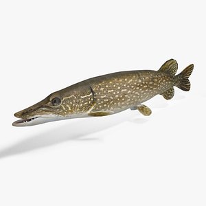Pike Fish 3D Models for Download | TurboSquid